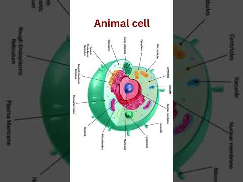 #plantae #plantcell #animalkingdom #animalcell#animals