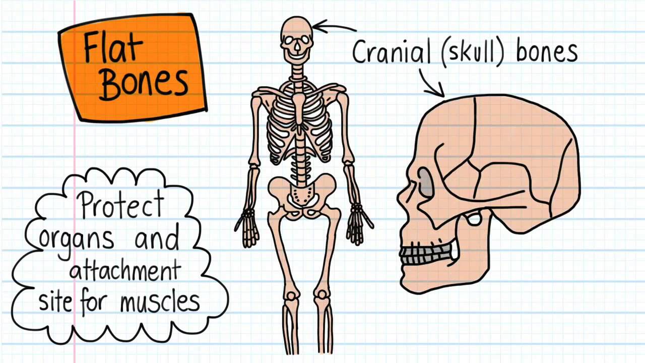 Bone Shapes - Drawn and Defined