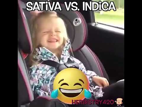 Sativa Vs. Indica – Cannabis Short #shorts