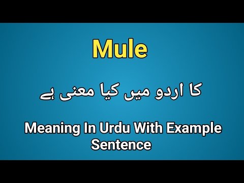 Mule meaning in urdu/hindi |mule k kya matlab hai |mule in sentence |How to pronounce mule