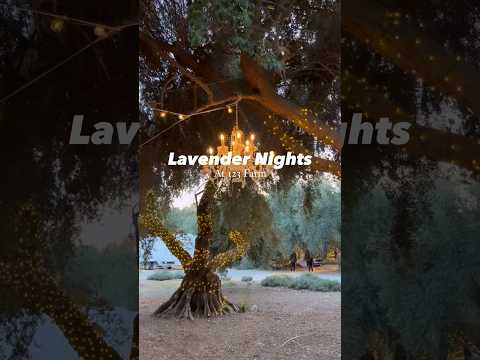 The best Date night idea! You must visit Lavender Nights in SoCal! #datenightideas #dateideas #love