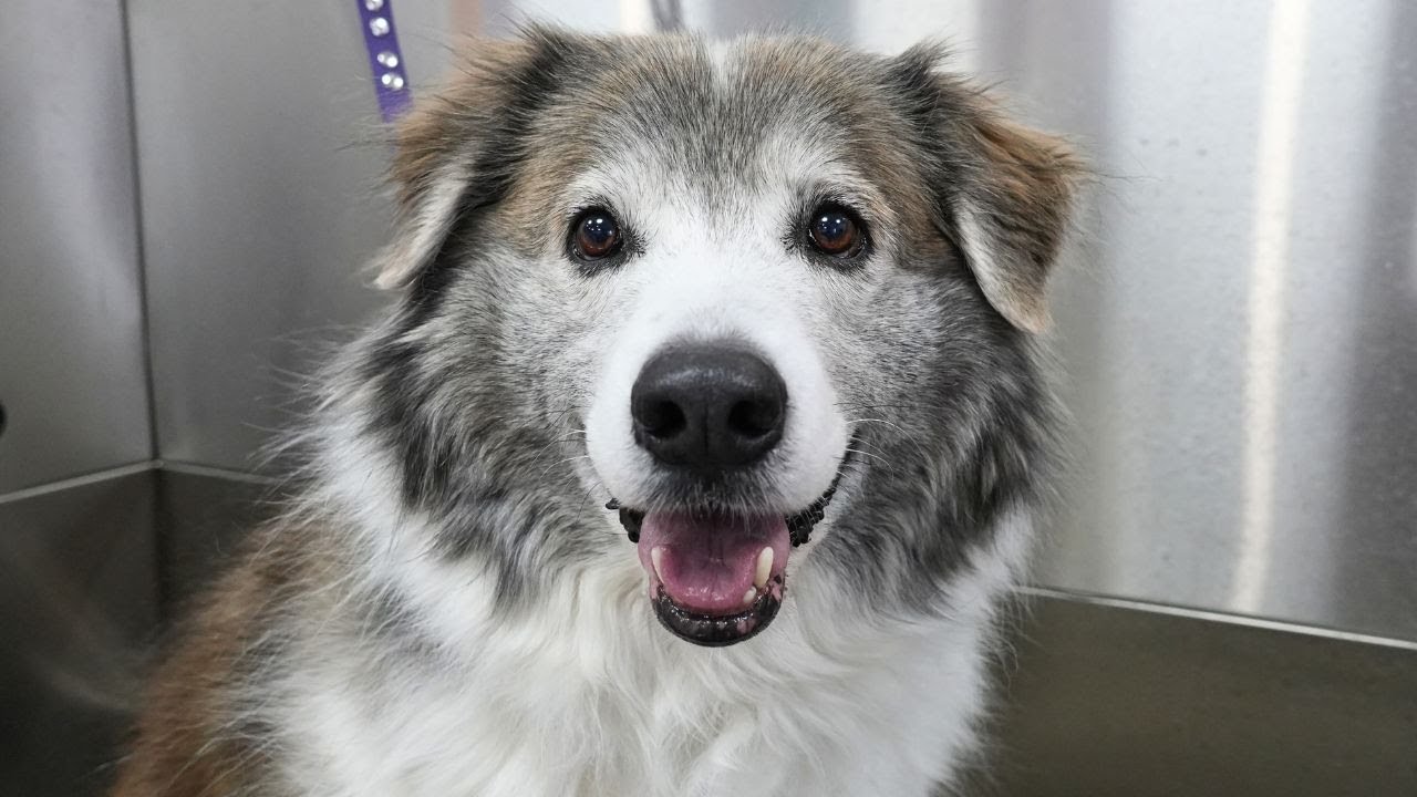 One of my best grooming sessions with the SWEETEST guy around 😍