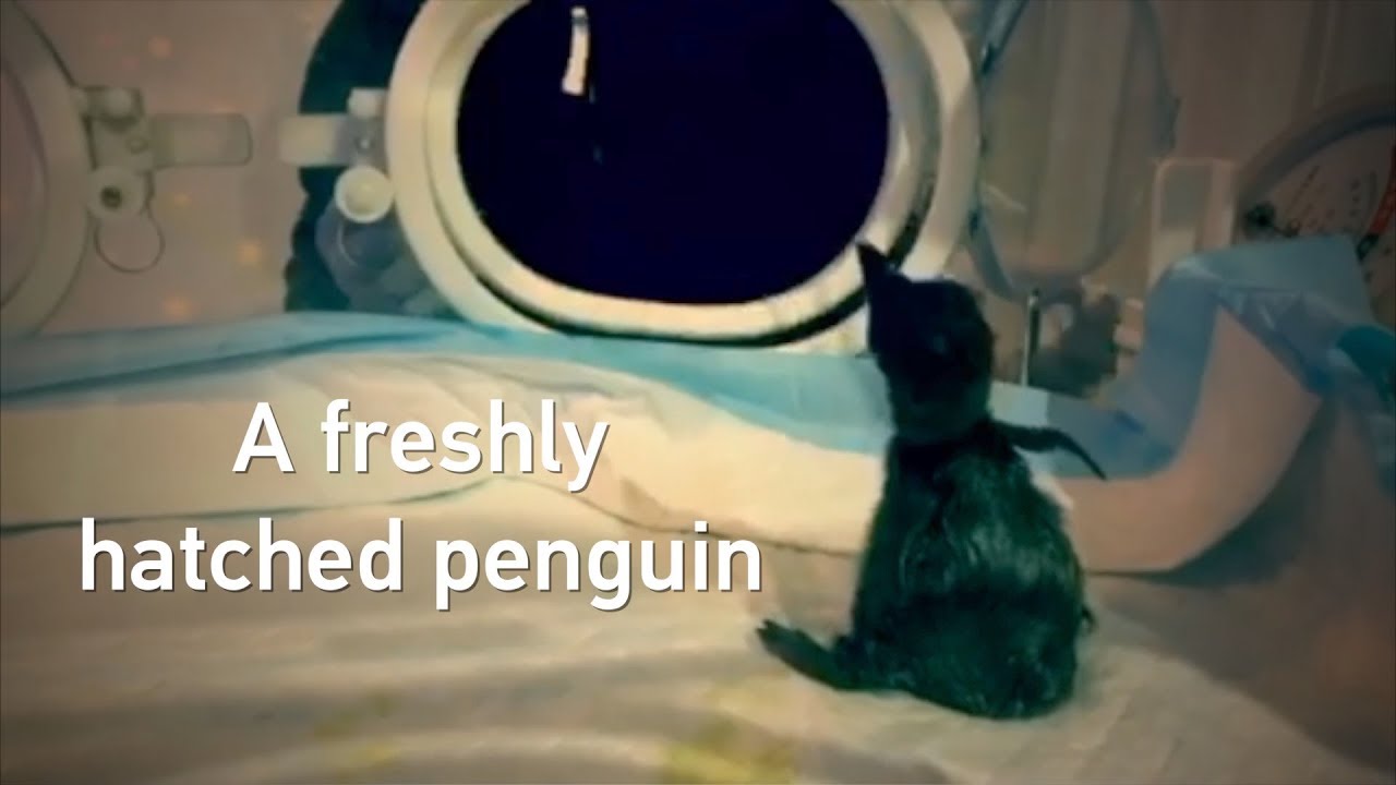 Watch: Adelie penguin emerges from its shell