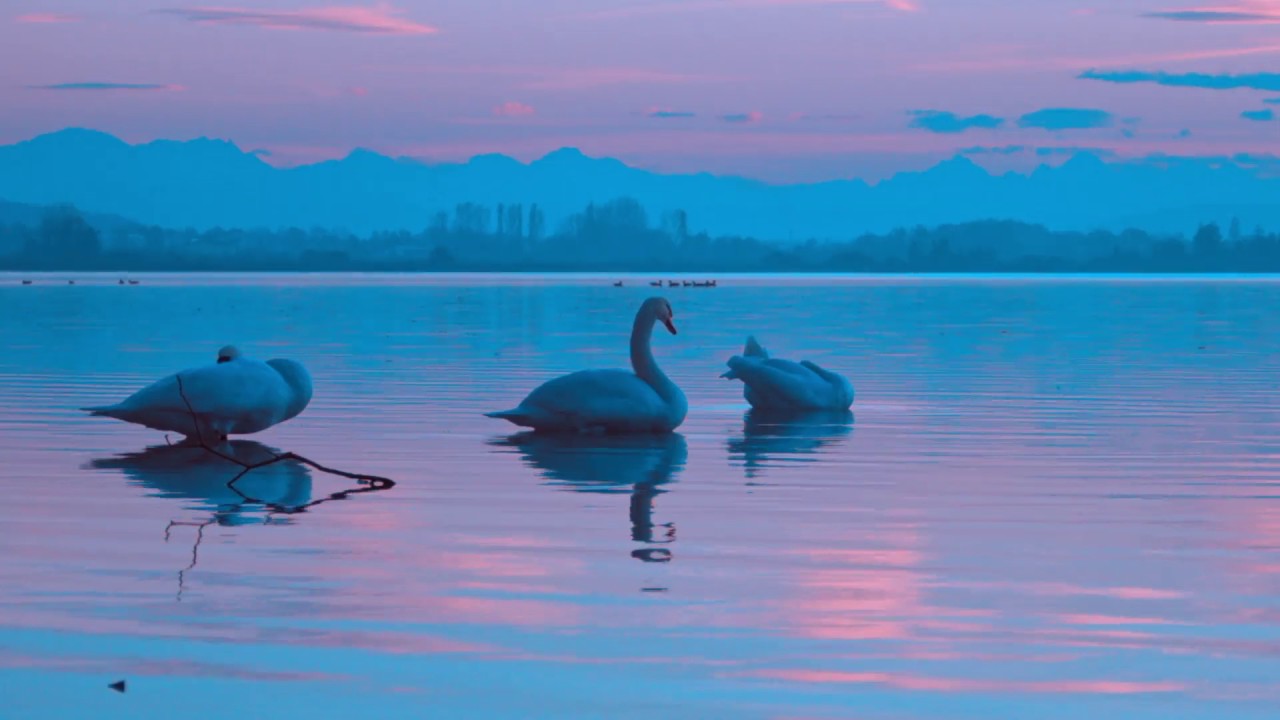 Three Swans Live Video Wallpaper