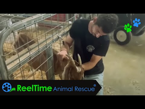 Medicating Sick Goat Named Sally | SARA Sanctuary