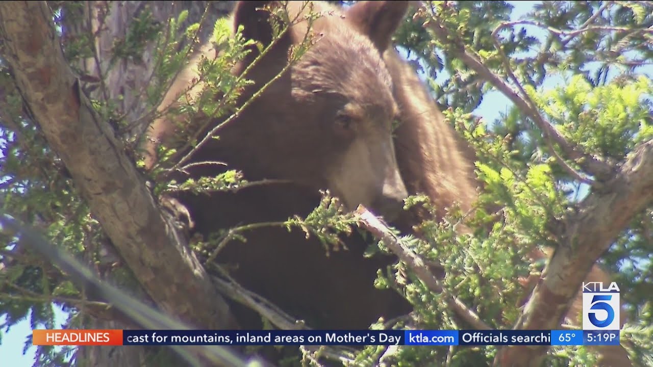 Bear climbs tree in Altadena; latest L.A. County bear sighting draws crowd