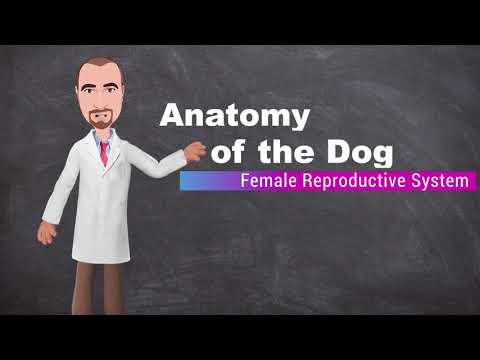 Anatomy of the Canine Female Reproductive System