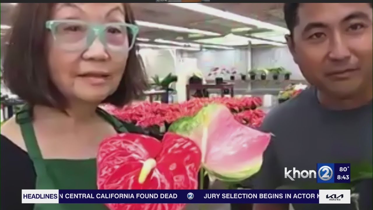 Caring for Anthuriums, how to keep them healthy and shiny