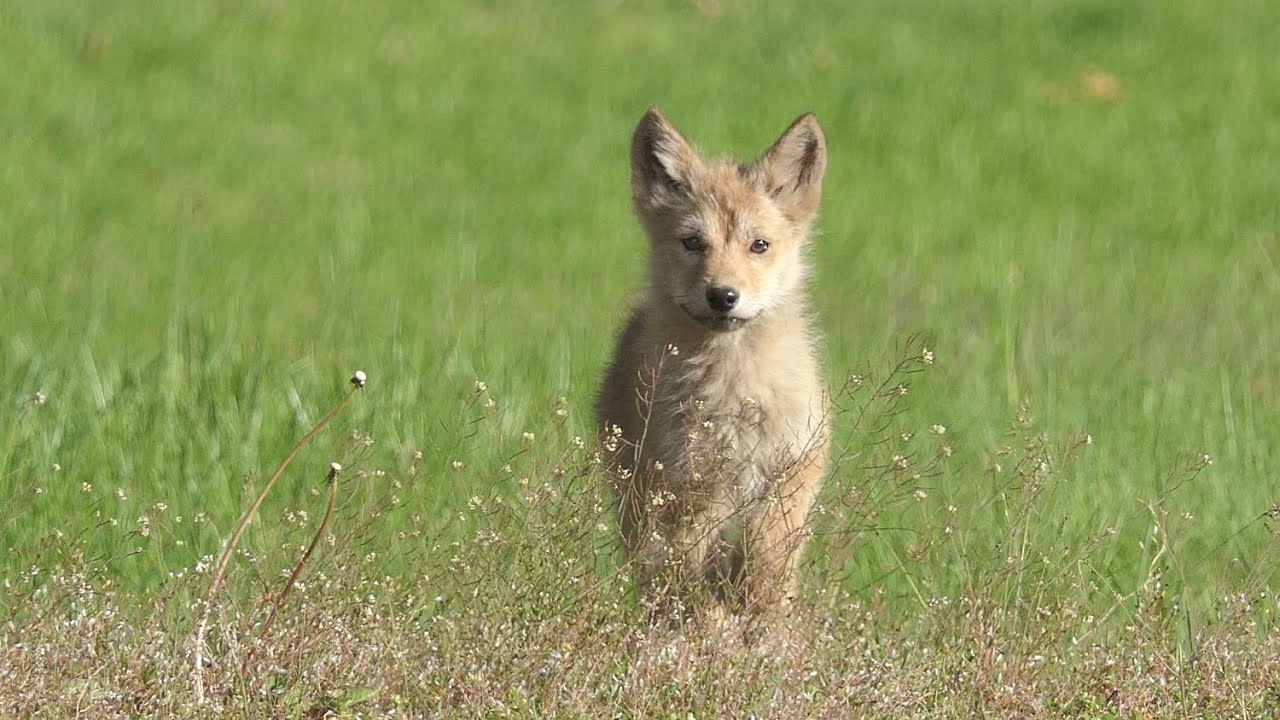 Eastern Coyote Pup Squeaks out the Cutest Howl