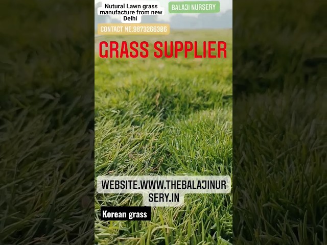 Selection Number1 Grass - Square Fast Growth Selection No 1 Carpet ...