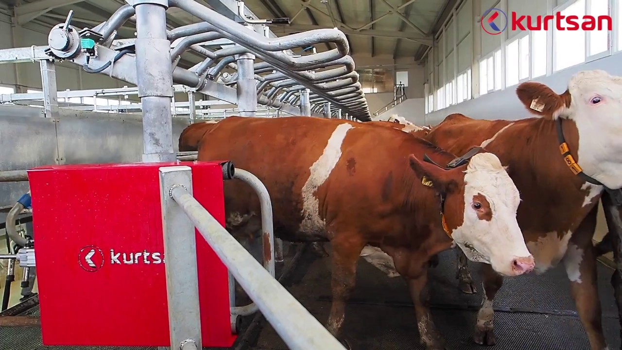 Kurtsan Index Parallel Milking Parlor (with Allflex -  SCR Herd Management System)