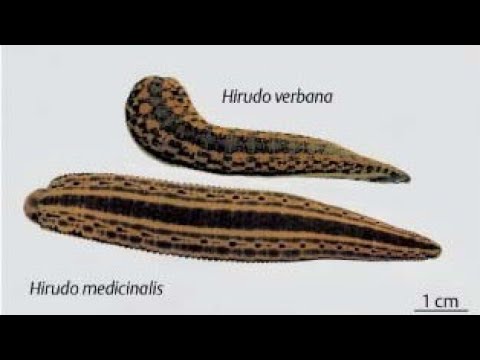 Biology of Leeches | Anatomy |