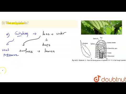(a)What is guttation? What is the cause of guttation? (b) What are hydathodes? | 11 | TRANSPORT...
