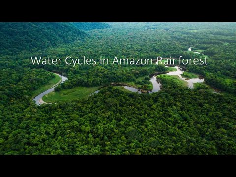 Water Cycles in the Amazon Rainforest (A-Level Geography)