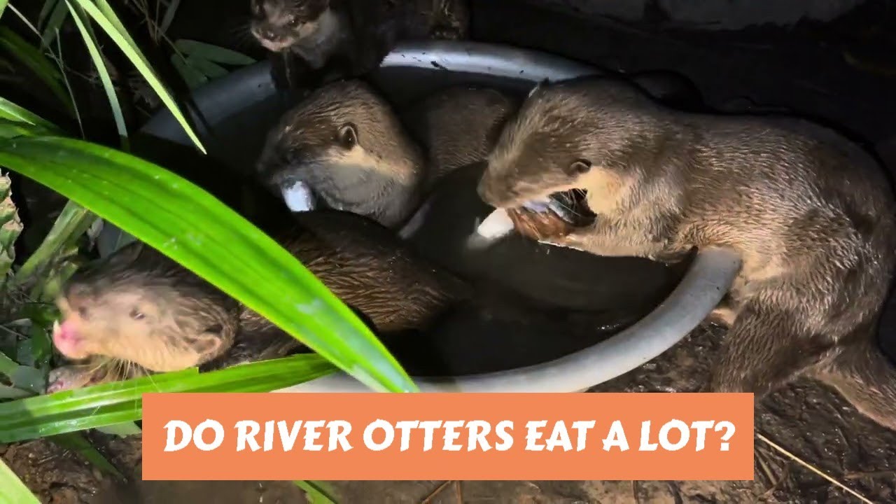 What Do River Otters Eat?