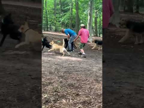 Aggressive Labrador ATTACKS 3 dogs at the dog park!!