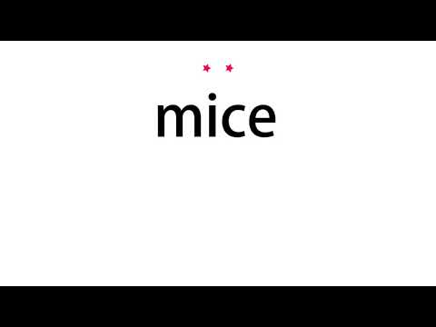 How to pronounce mice - Vocab Today