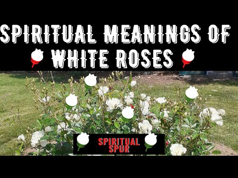 Spiritual Meanings Of White Roses. Spiritual Significance Of White Roses 2022 Video,
