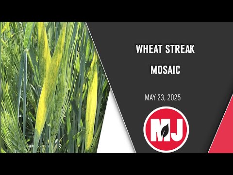 Wheat Streak Mosaic | May 23, 2025