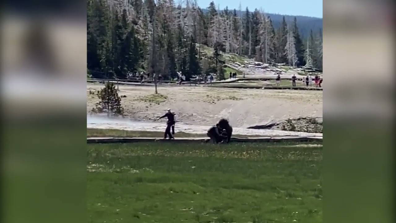 Bison gores man enjoying family trip to park in terrifying video as ...