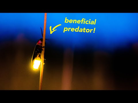 TRANSFORM Your Garden To A FIREFLY Habitat!