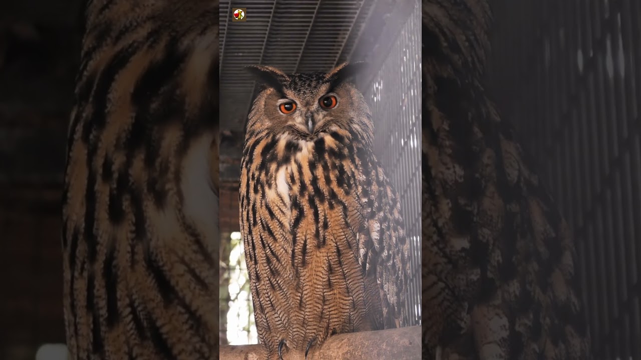 Eagle Owl Sound ( Eurasian eagle owl )