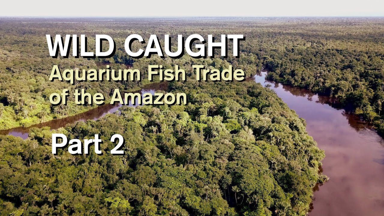 WILD CAUGHT : AQUARIUM FISH TRADE OF THE AMAZON. PART 2