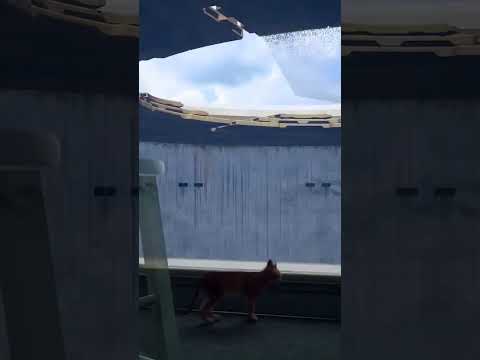 Steam Community :: Video :: Stray (SPOILER)