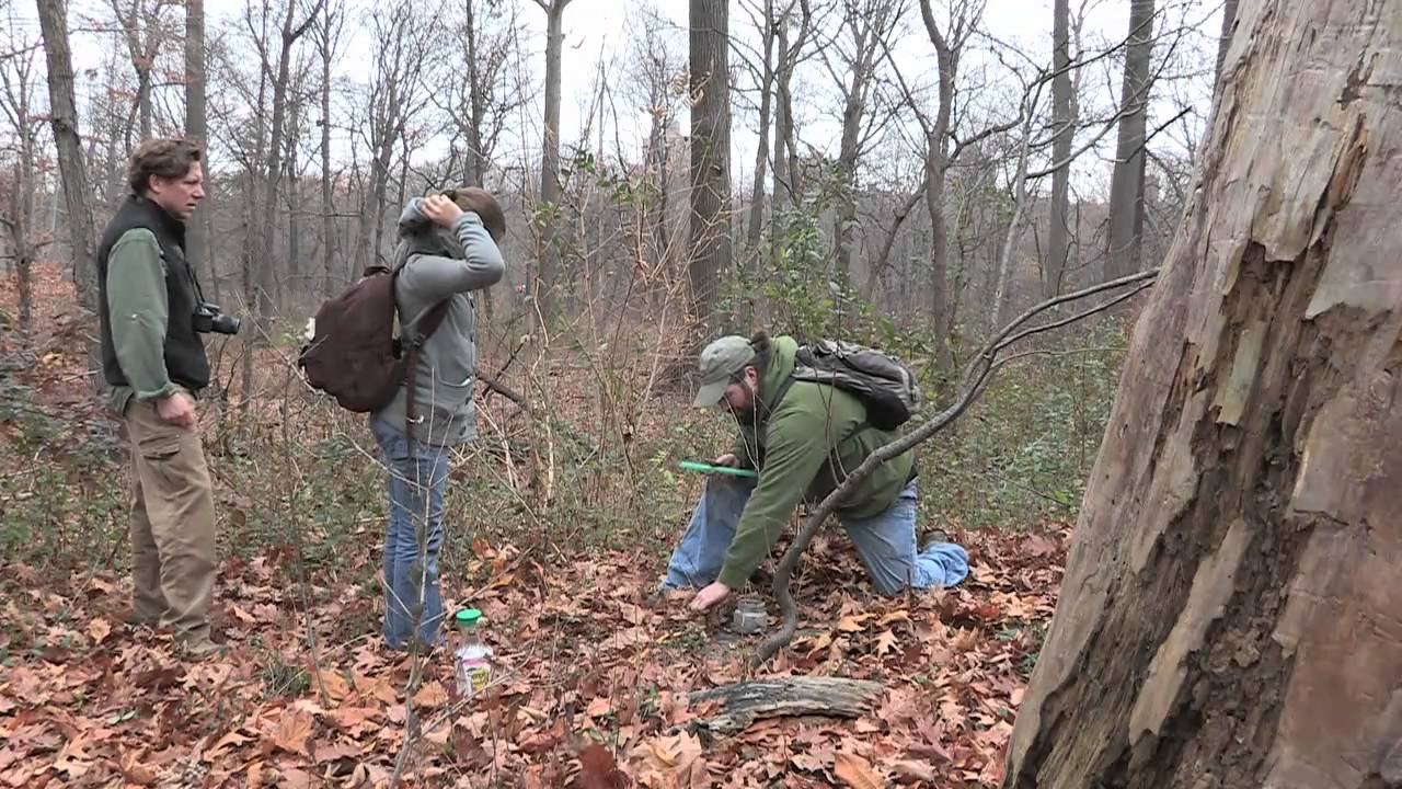 Counting Salamanders at The New York Botanical Garden