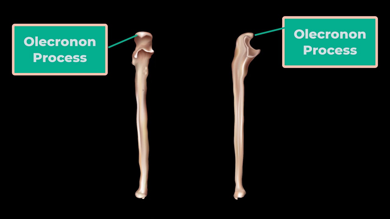the bones of the upper limbs for anatomy practical exam practicum practice