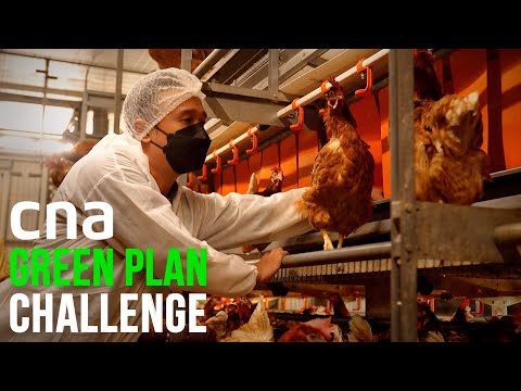 Beefing Up Singapore's Food Security: Shop, Cook & Eat Green | CNA Green Plan Challenge - Part 2