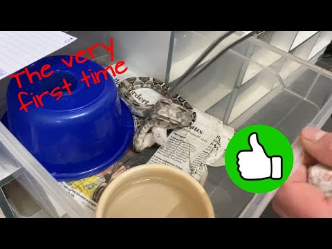 How to feed baby boas for the very first time! Success guaranteed!