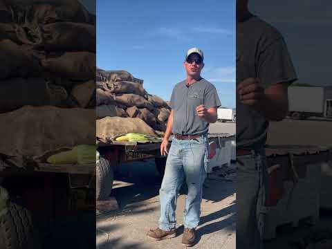 Sweet sweet corn - 2022 Minnesota State Fair Version