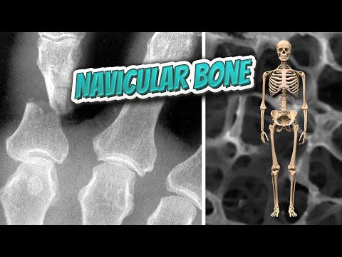 Navicular bone 🦴 Everything Human Anatomy Bones 🦴