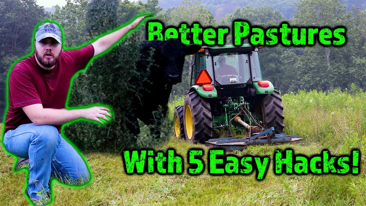 Optimize Your Cow Pastures: 5 Hacks For Pasture Management