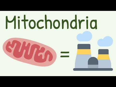Mitochondria: Structure & Functions