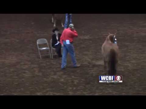 4H Horses