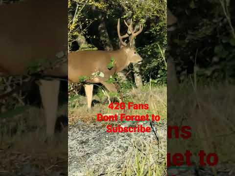 Big Buck, Deer in the woods, Gig Harbor Wa., Impressive Charge, 420 #Shorts