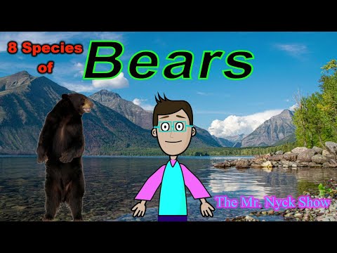 Learning About Bears | 8 Species of Bears