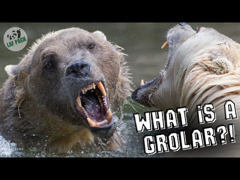 What’s A Grolar? | Polar Bear Facts | Laf Pack