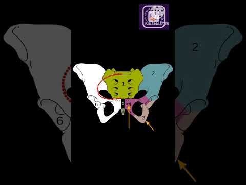 #Locomotion & Movement # Human Anatomy # Pelvic girdle #Bones #Quiz