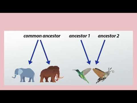 Evidence for Evolution Vocabulary Notes