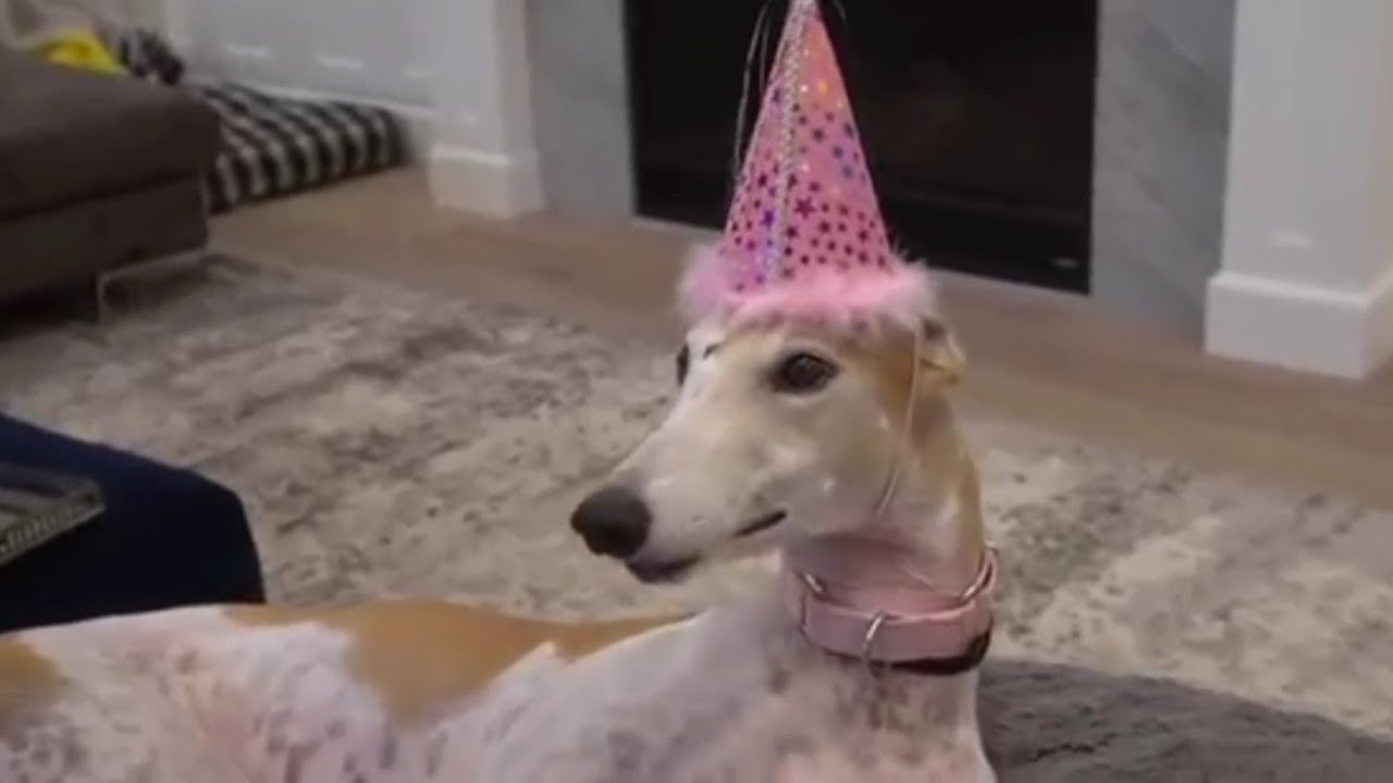 Bunny's one year progress update! - Jenna Marbles Edit
