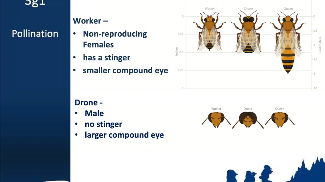 Environmental Science Merit Badge   Part 2