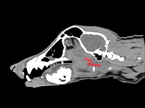 CT Scan of Sticks in Dog's Head