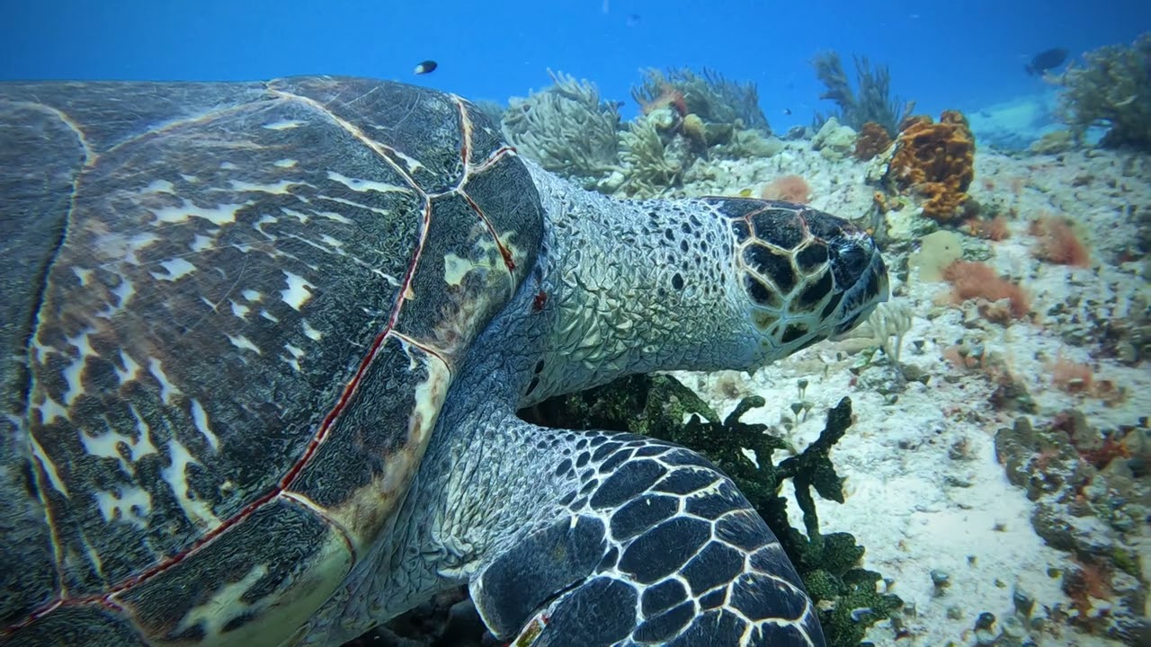 Nice Hawksbill Turtle 4k