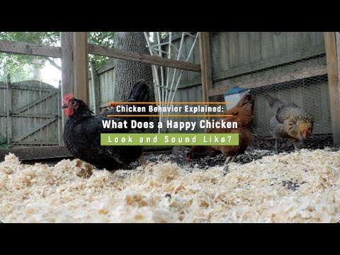 Chicken Behavior Explained: What Does a Happy Chicken Look and Sound Like?