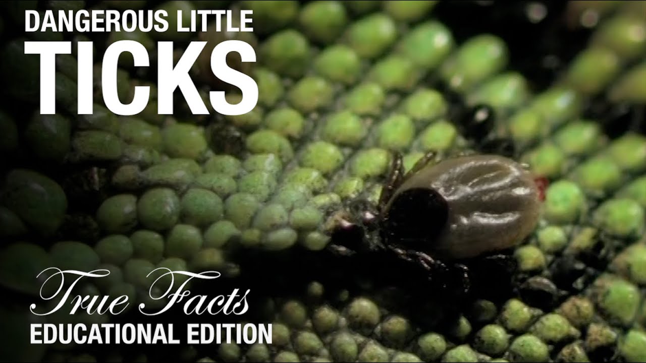 True Facts Ticks: Educational Edition