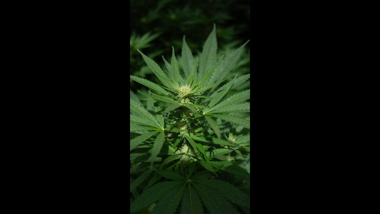 Medical marijuana reclassified: what it does and doesn't mean
