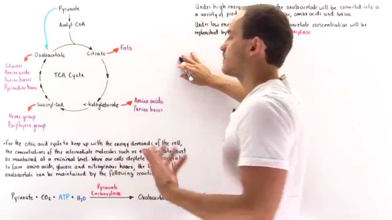 Replenishing Oxaloacetate in Citric Acid Cycle